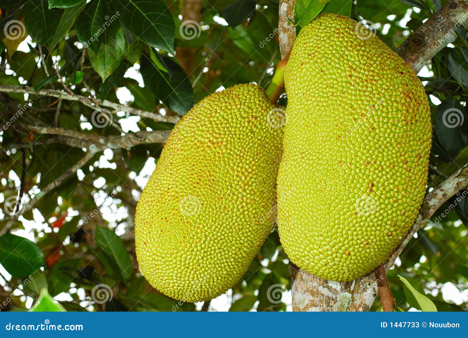 Jacquier image stock. Image du sélection, jaune, manger - 1447733