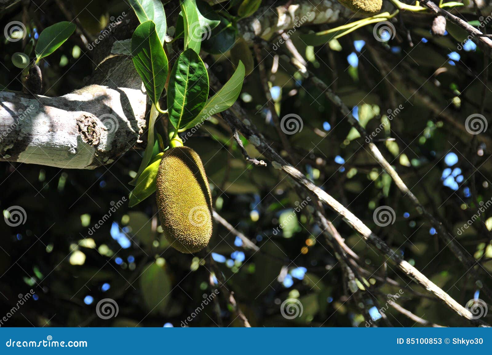 Jacquier Fruit in the Tree with Green Leafs Stock Image - Image of ...