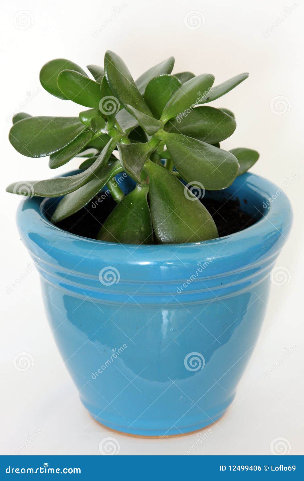 Jade Plant in Blue Pot stock photo. Image of south, africa - 12499406