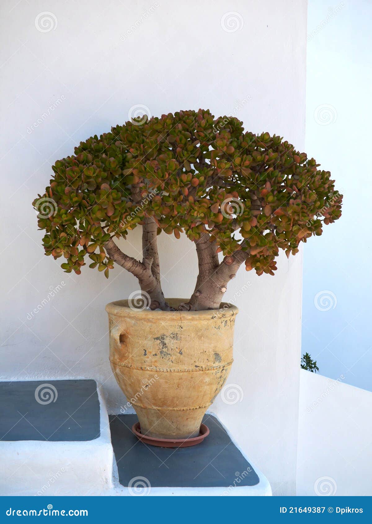 Jade Plant in Ceramic Flowerpot Stock Image - Image of tree, garden ...