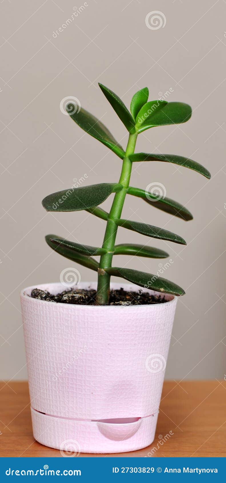 Jade tree stock image. Image of flora, garden, house - 27303829