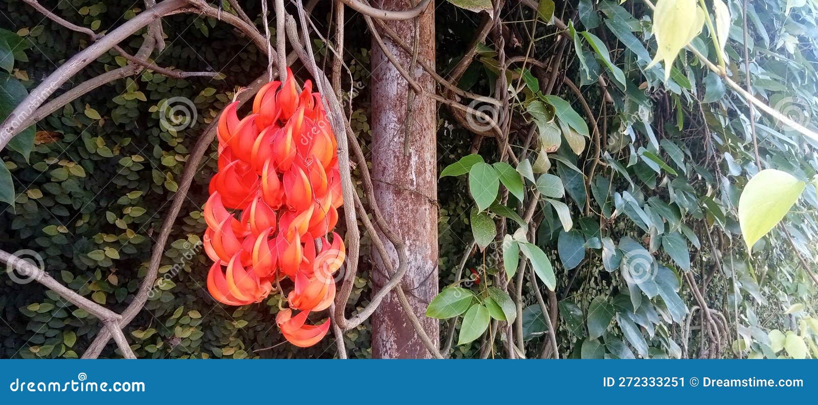 Jade Vin Flower Illustration Photo Stock Image - Image of food, plant ...