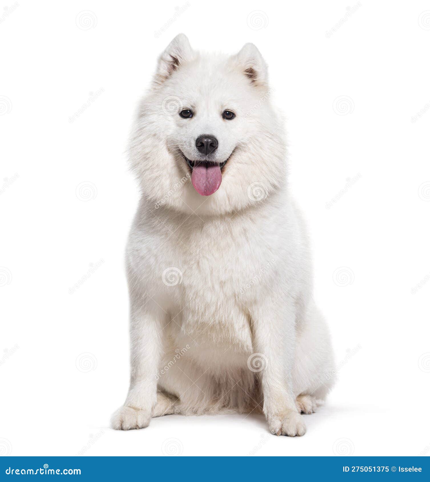 Jadeo De Perro Sano Sentado Aislado En Blanco Imagen de archivo ...