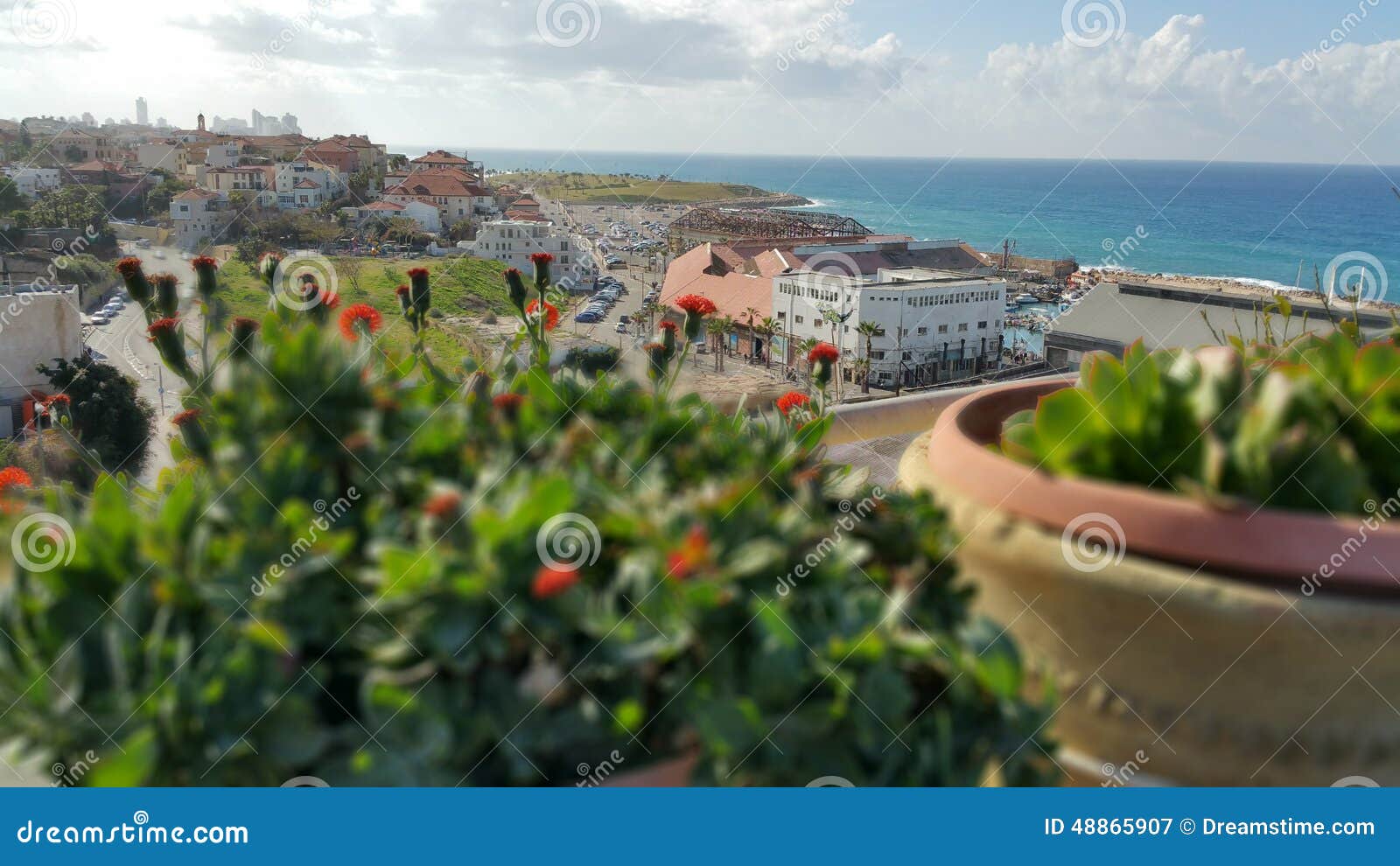 Jafa stock image. Image of yaffa, israel, blossom, jafa - 48865907