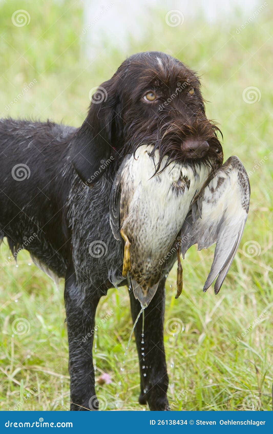 Jagd-Hund stockfoto. Bild von apportierhund, deutsch - 26138434