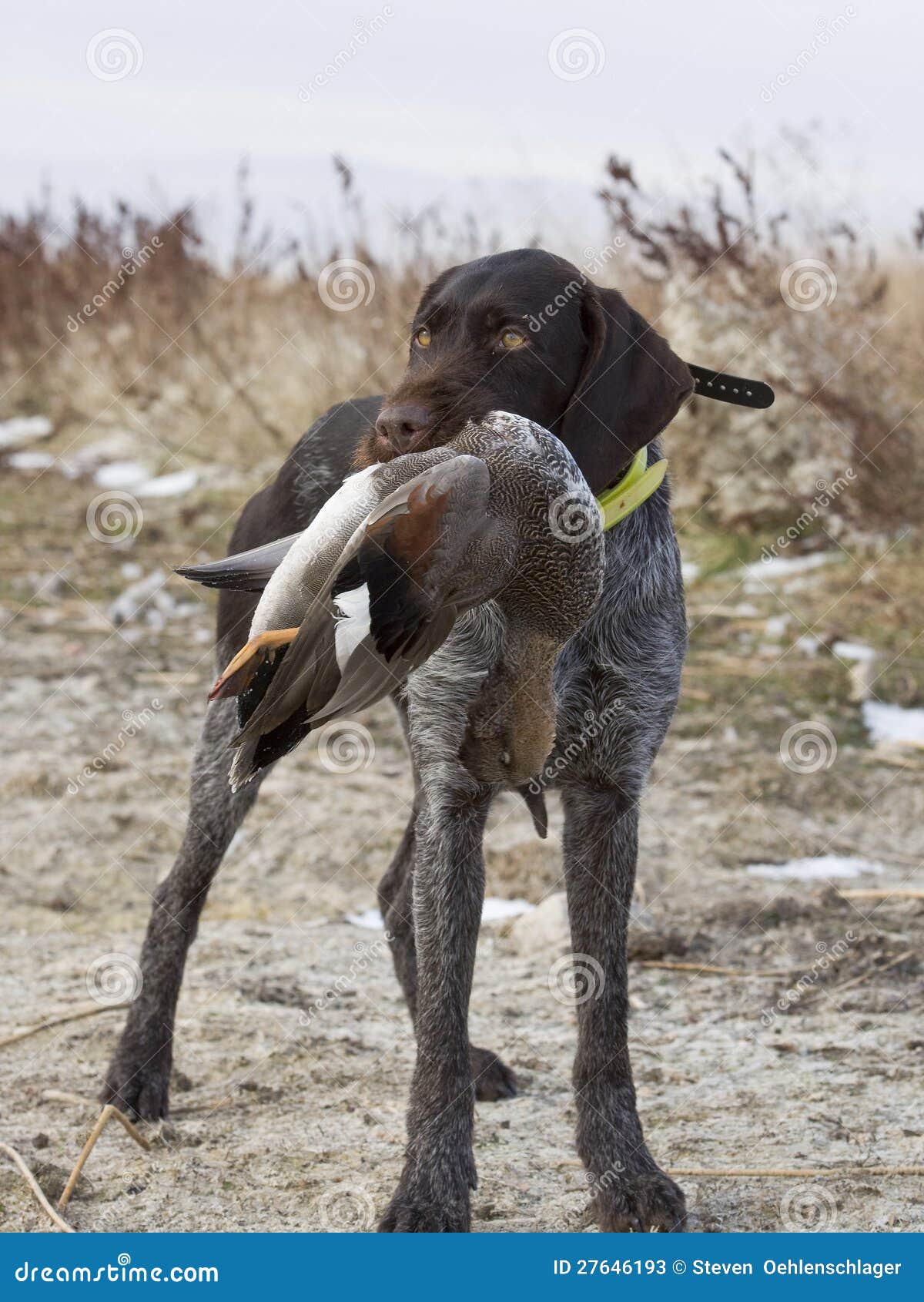 Jagd-Hund mit einer Ente stockbild. Bild von ente, vogel - 27646193