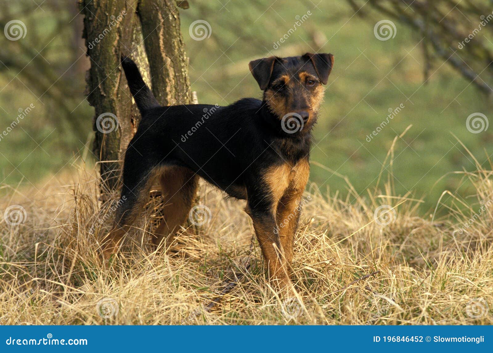 Jagdterrier Brown