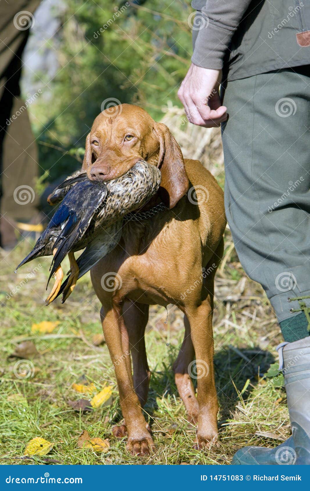 Jagdhund stockbild. Bild von jäger, verriegelungen, wildhüter - 14751083