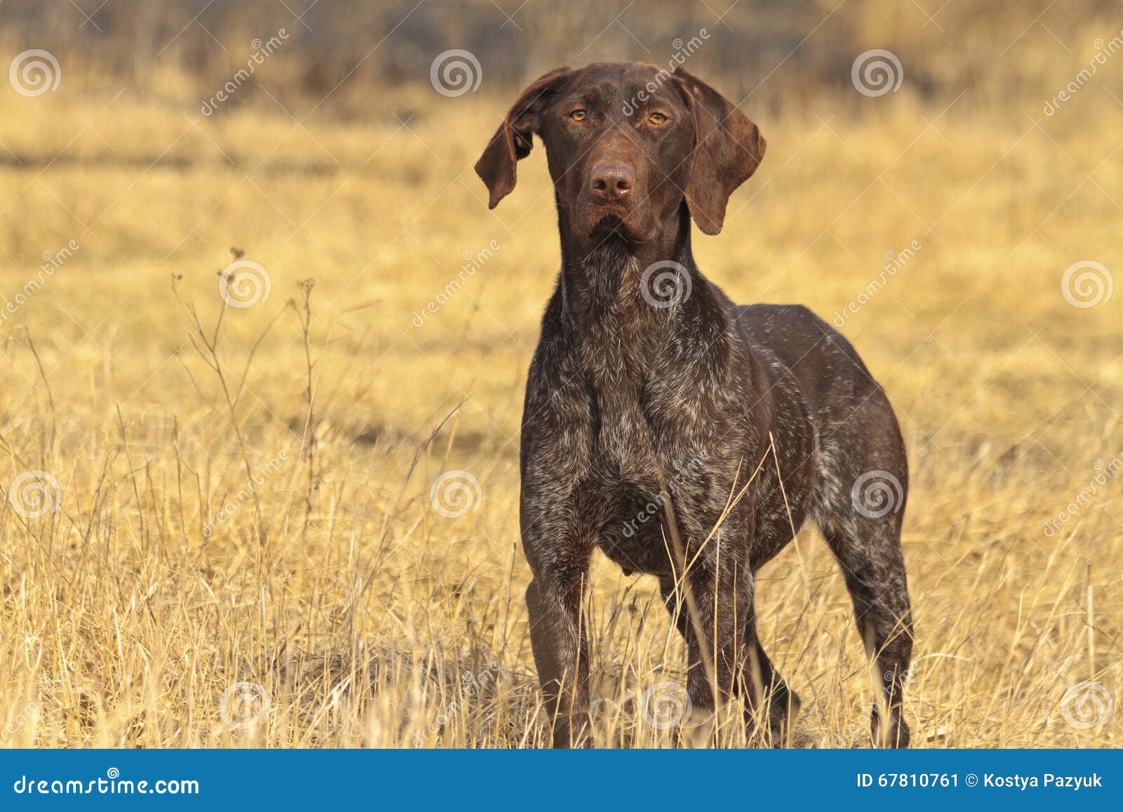 Jagdhund in der Front stockbild. Bild von befehl, haltung - 67810761