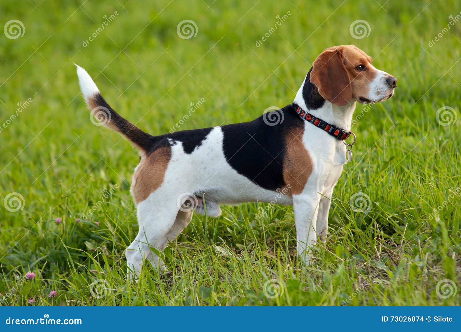 Jagdhund-englischer Spürhund Auf Wiese Stockfoto - Bild von säugetier ...