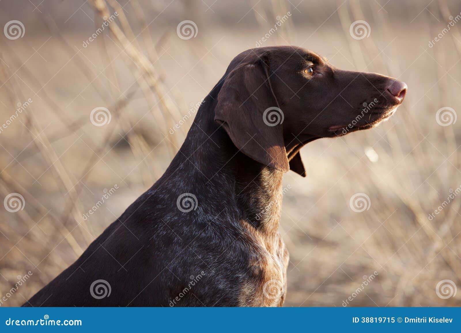 Jagdhund Sitzt Und Starrt in Den Abstand an Stockbild - Bild von setzer ...
