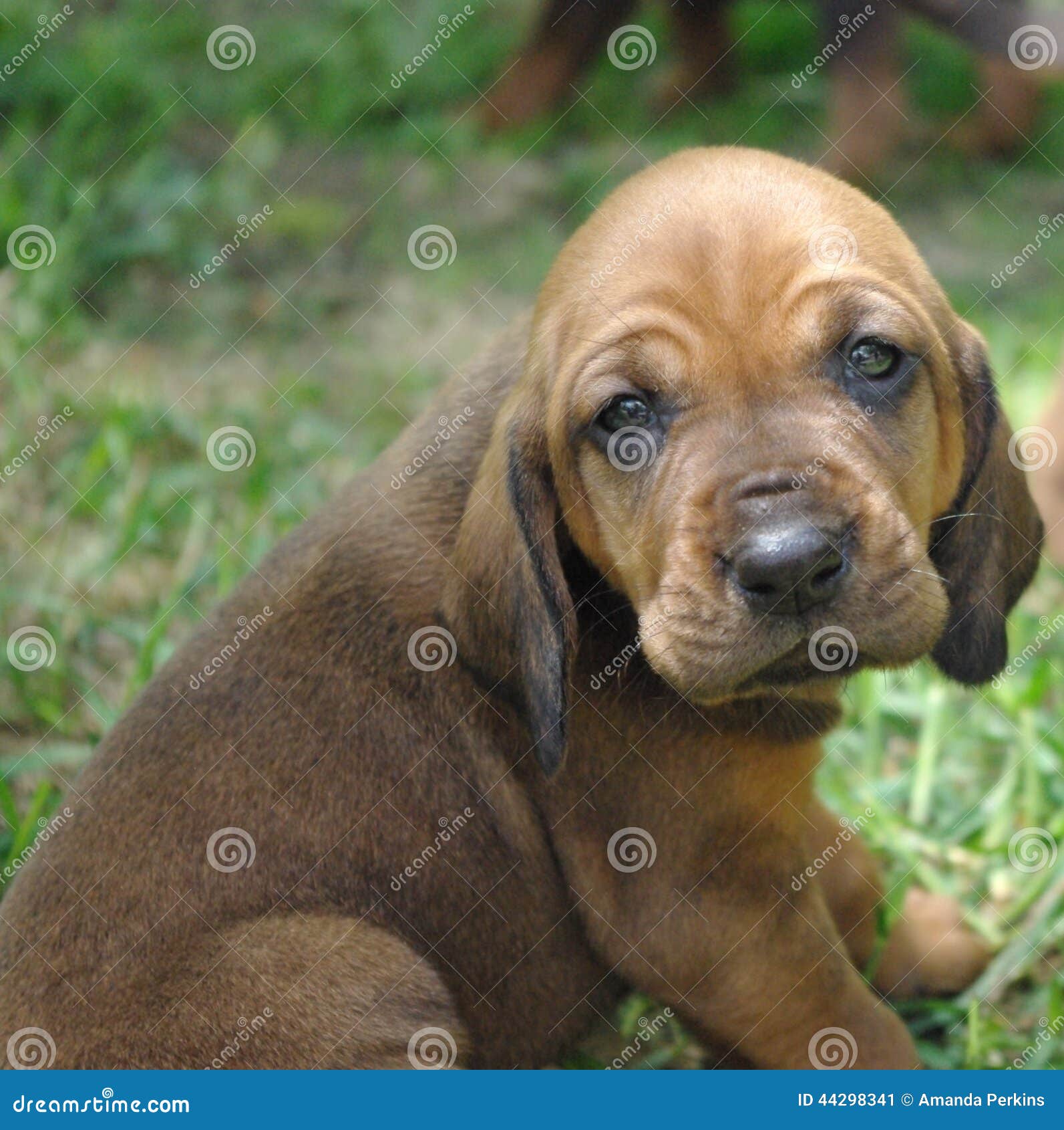 Jagdhund-Welpe! stockbild. Bild von sommer, welpe, schätzchen - 44298341