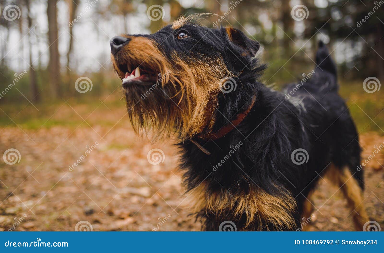 Jagdterrier stock photo. Image of female, canine, color - 108469792