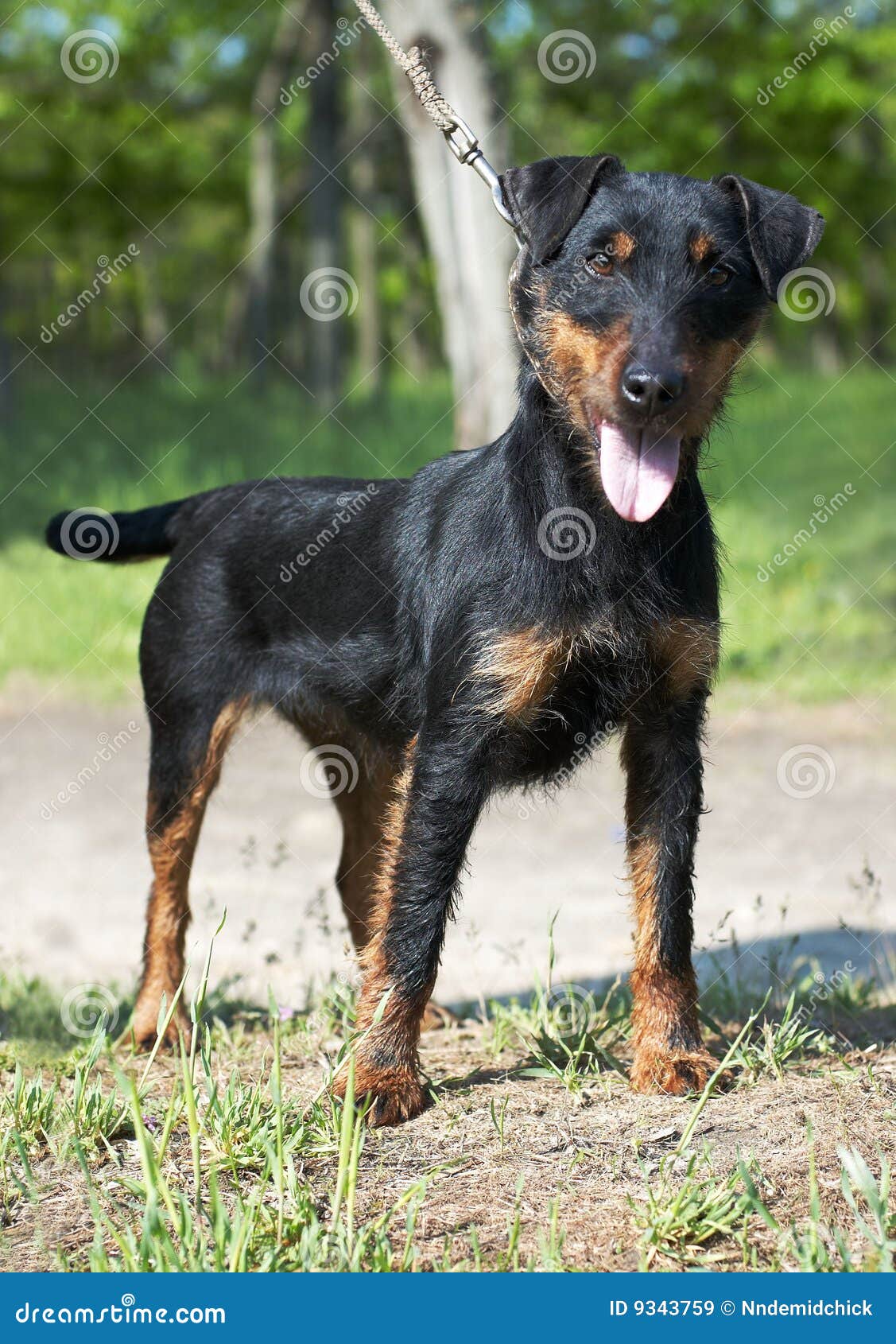 Jagdterrier (deutscher Jagd-Terrier) Stockbild - Bild von fuchs ...