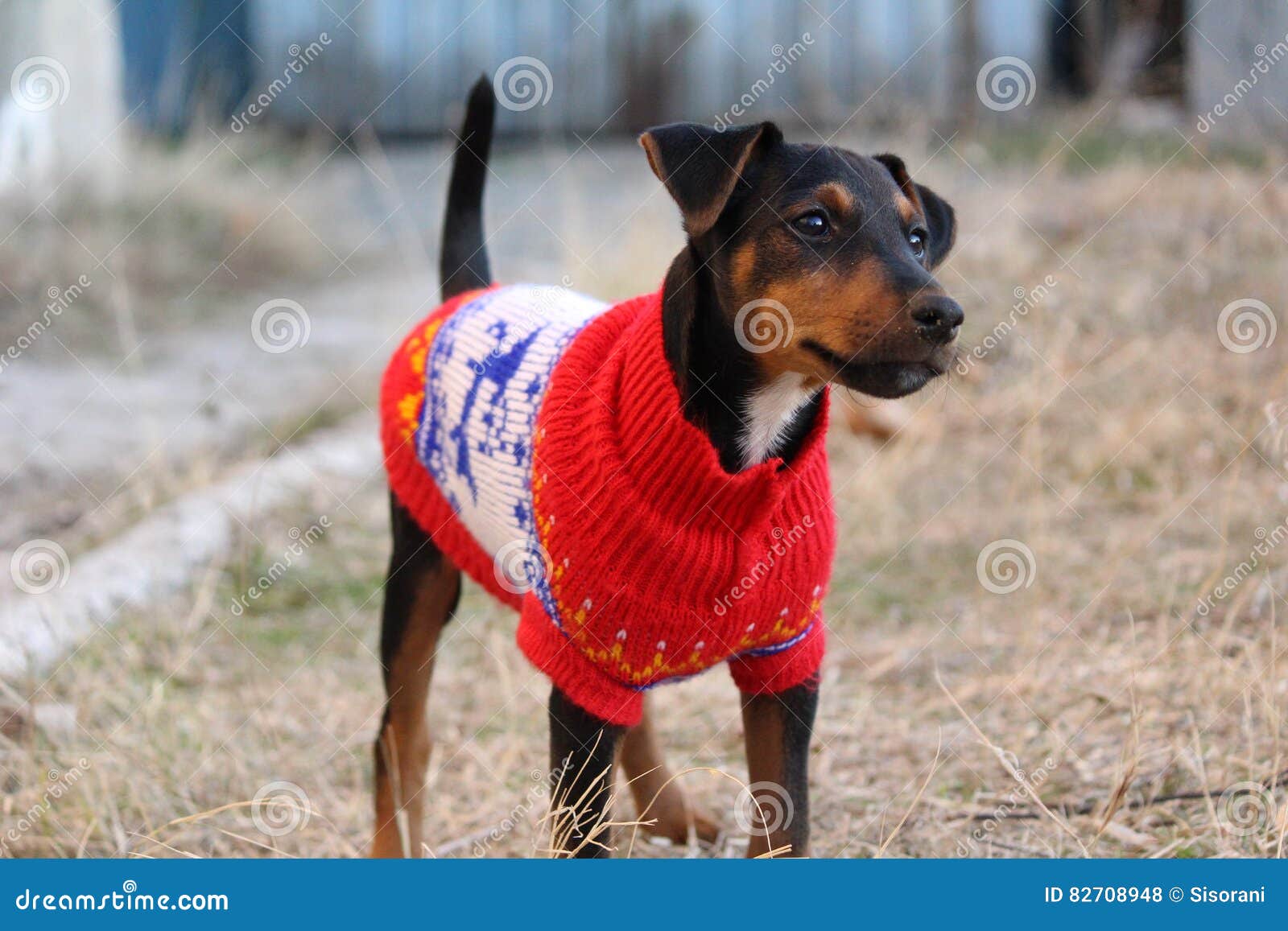 Jagdterrier - German Hunting Terrier Stock Photo - Image of mammal ...