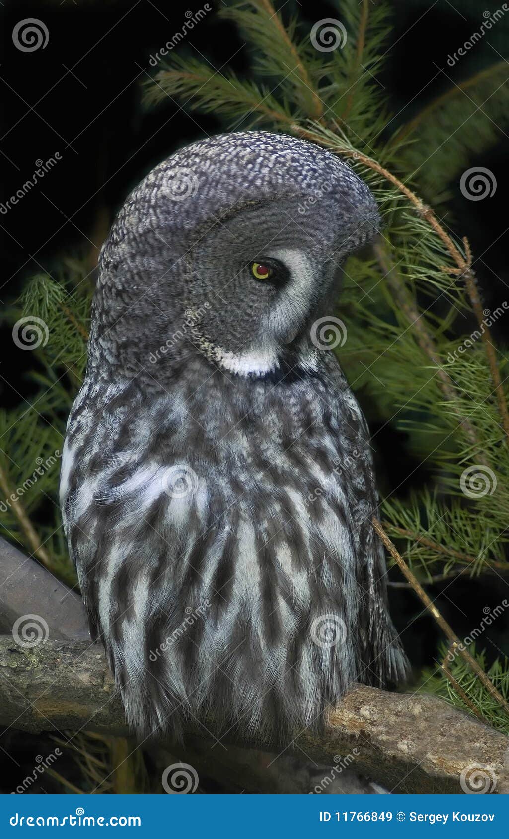 Jagende Grote grijze uil stock afbeelding. Image of uitziend - 11766849