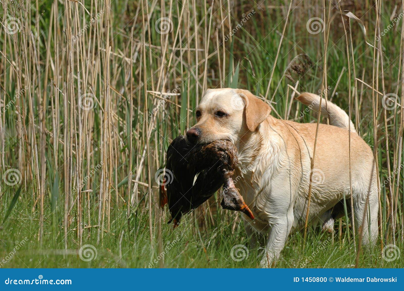Jagende Labrador retriever stock foto. Image of nave, doden - 1450800