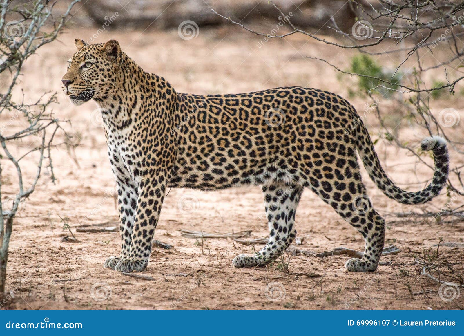 Jagende luipaard stock afbeelding. Image of milieu, volwassen - 69996107