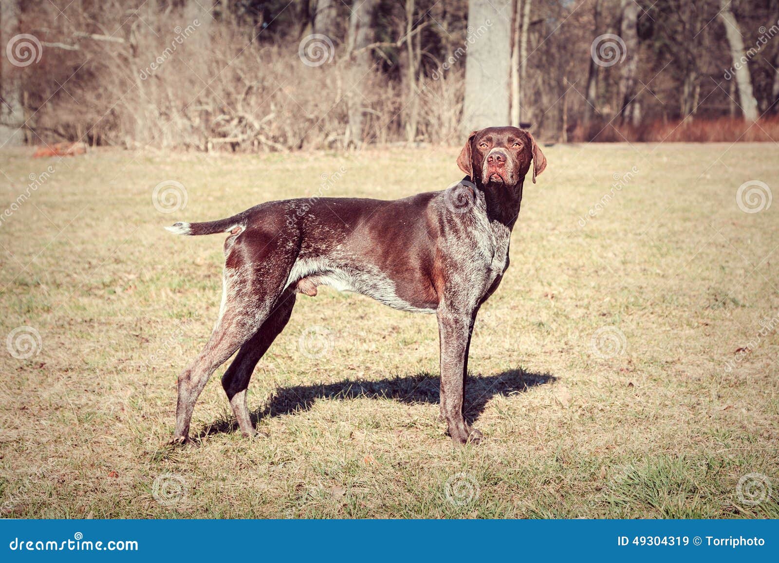 Jagershond stock afbeelding. Image of nave, leven, vogel - 49304319