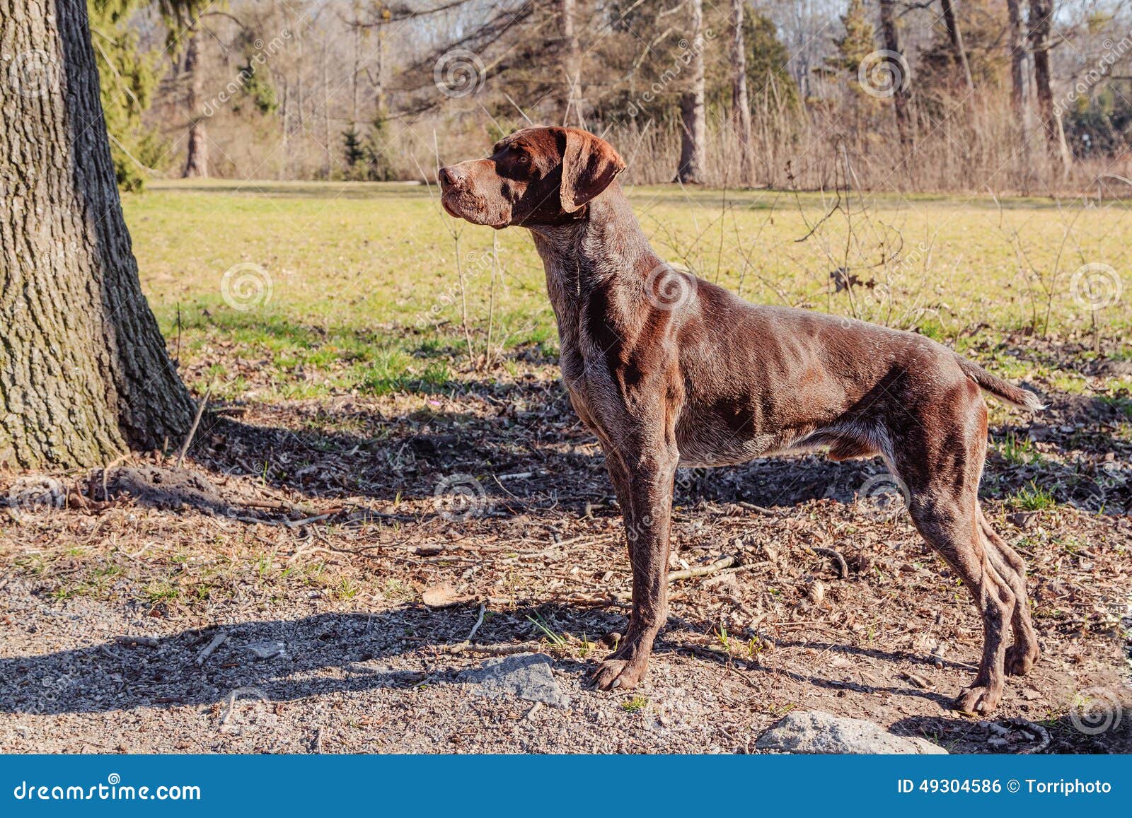 Jagershond stock foto. Image of naughty, rasecht, jager - 49304586