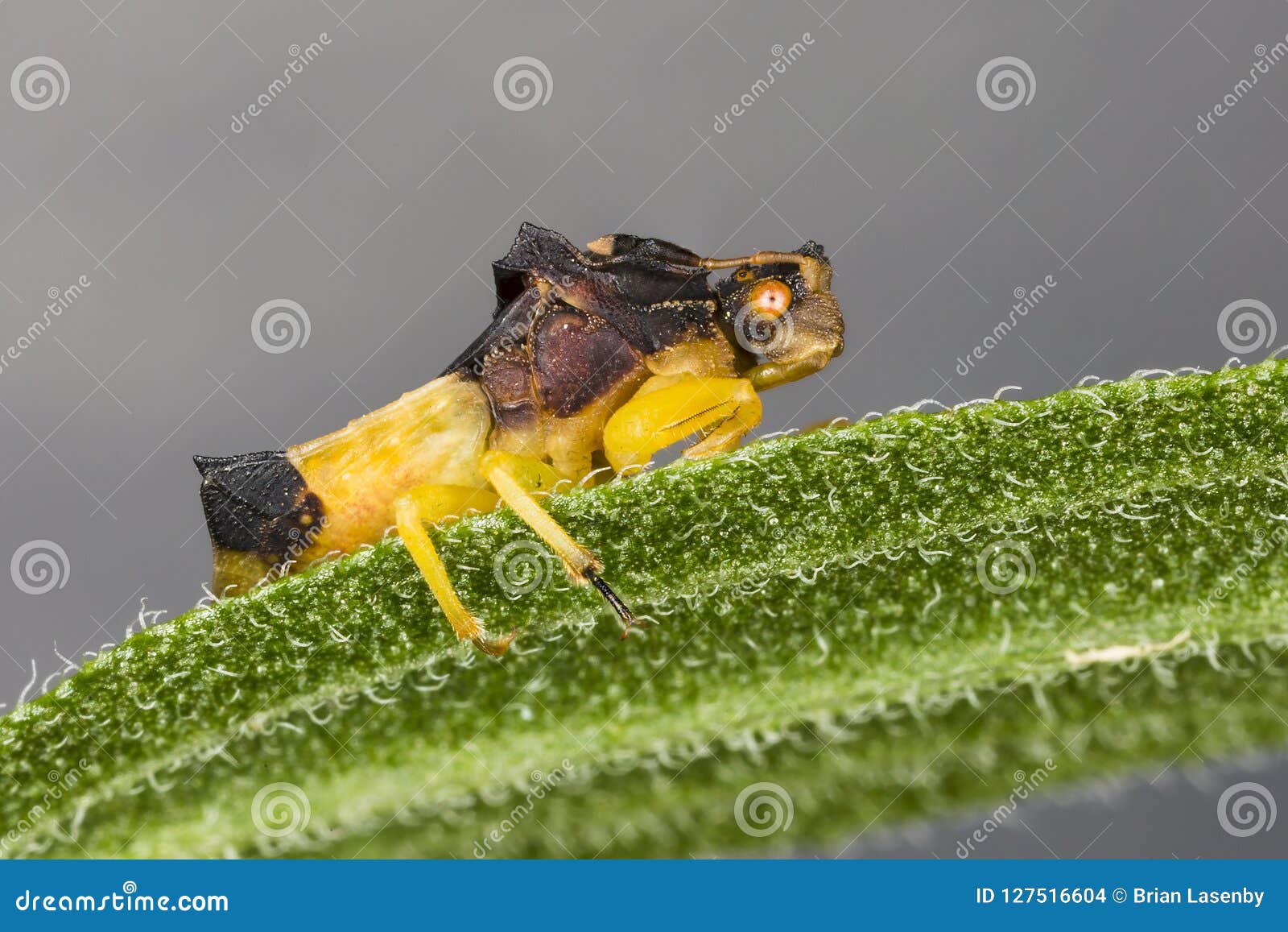 Jagged Ambush Bug Perched on a Leaf Stock Photo - Image of macro ...