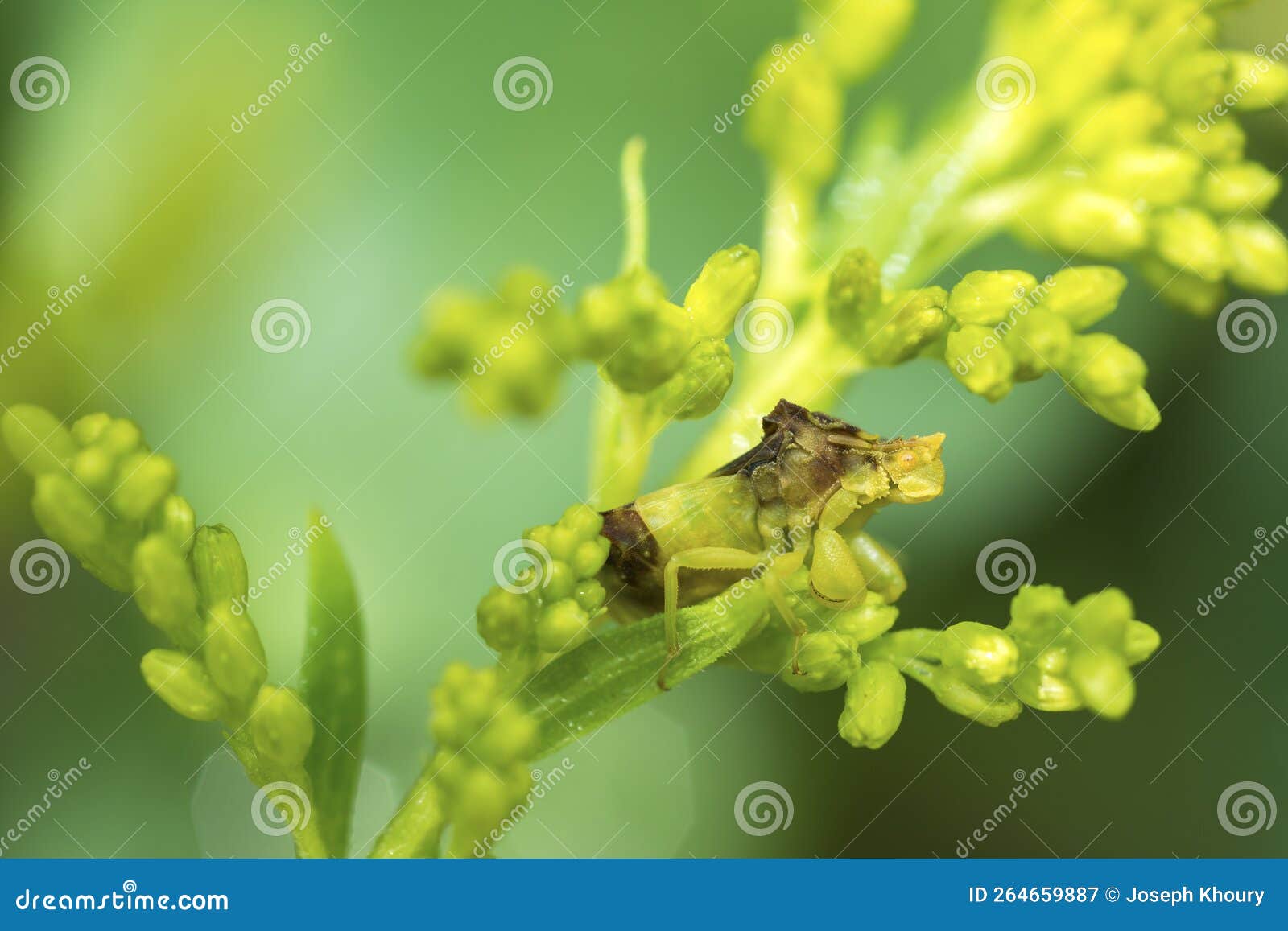 Jagged Ambush Bug (Phymata Americana) on a Plant Stock Image - Image of ...