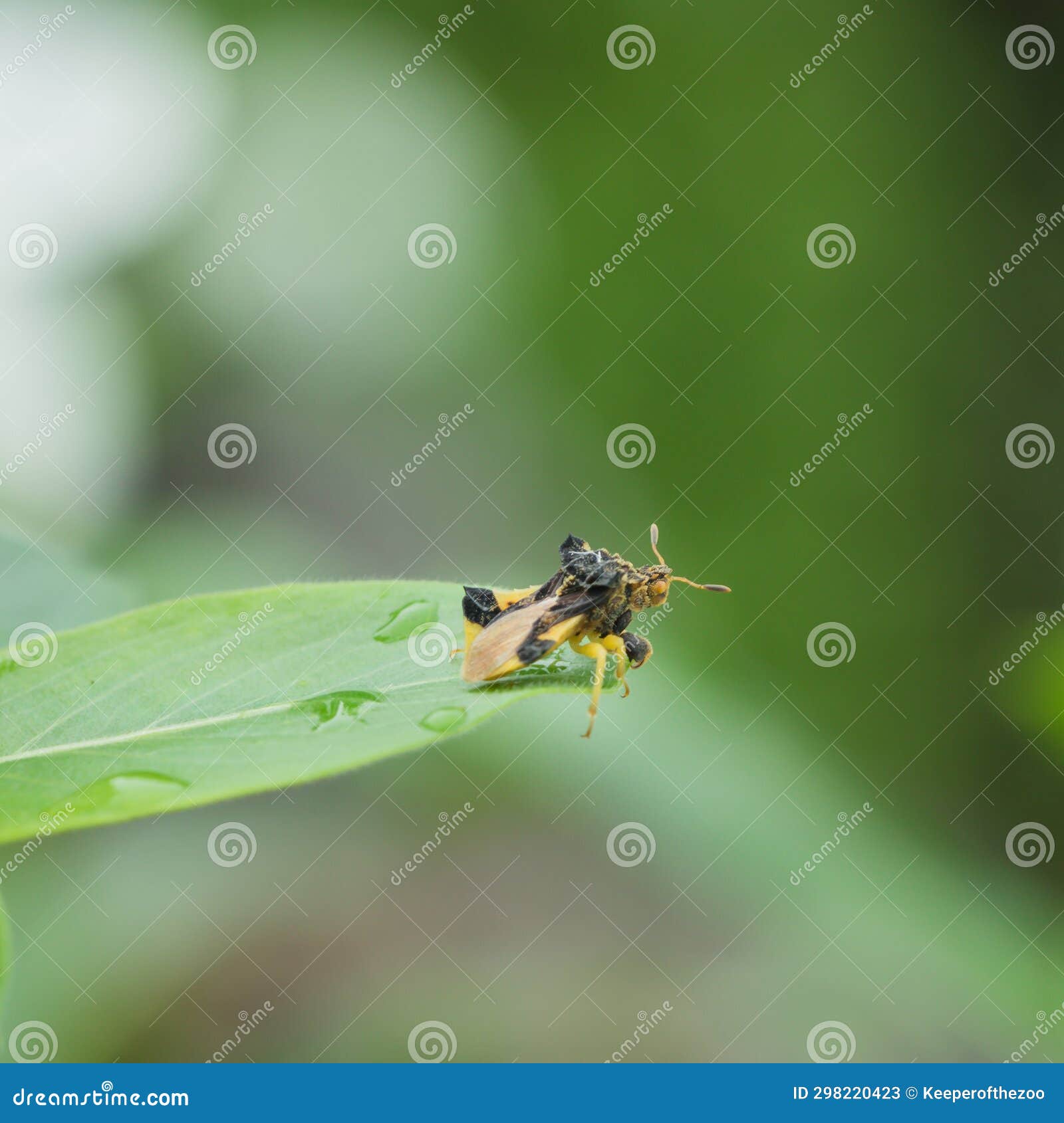 Jagged Ambush Bug Sitting on a Leaf Stock Image - Image of biology ...