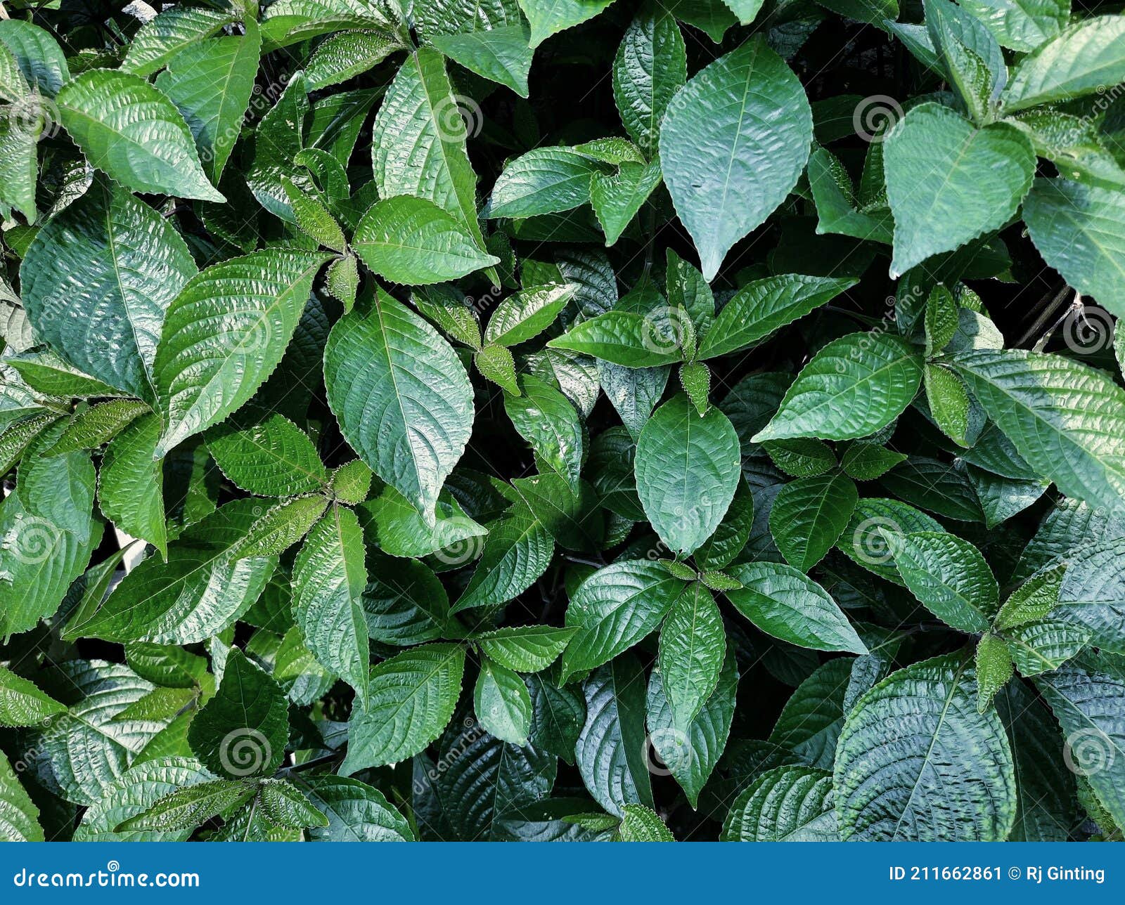 Jagged Green Leaves in the Garden Stock Image - Image of garden, lawn ...
