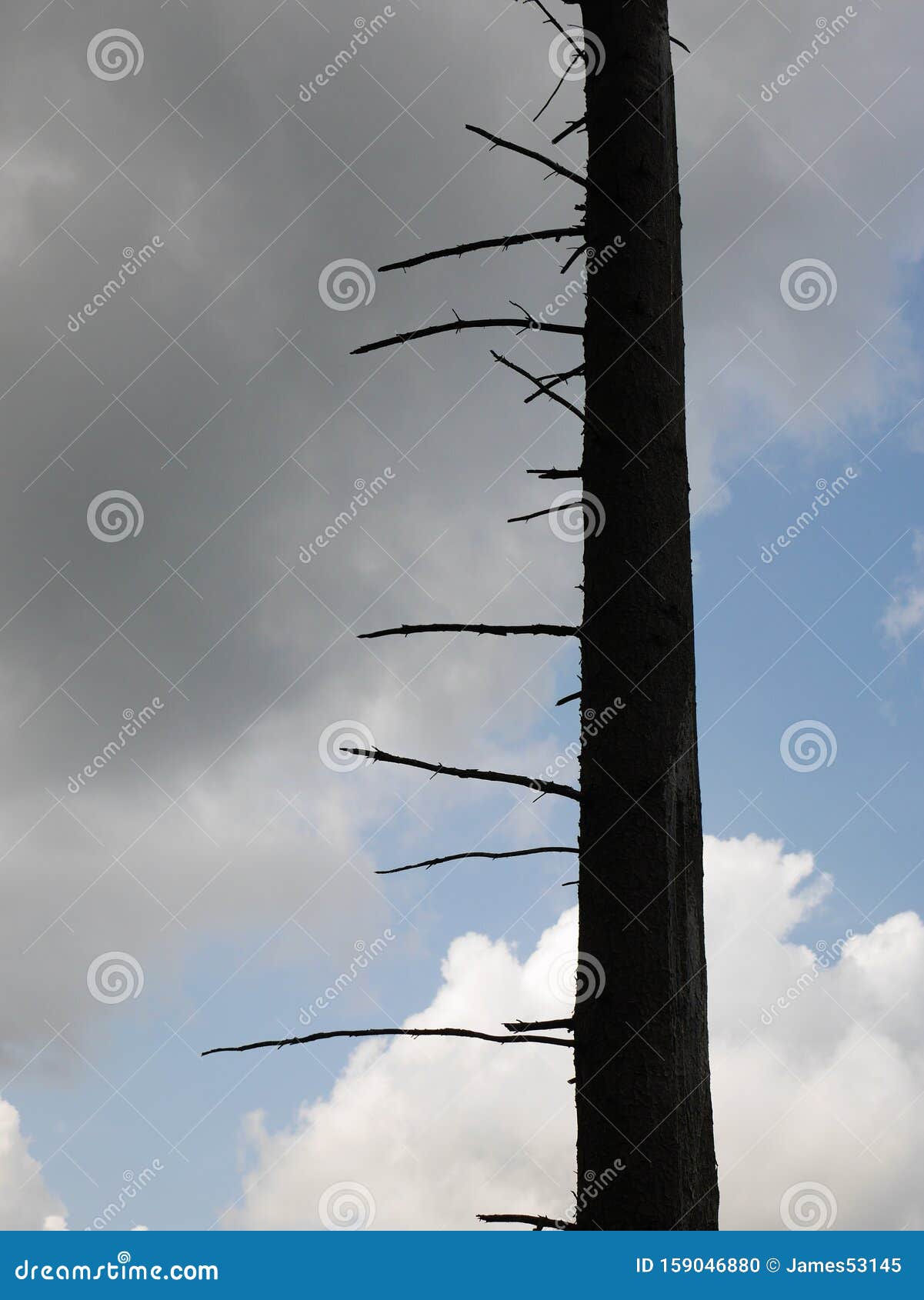 Jagged Pine Tree Trunk Silhouette Stock Photo - Image of graphic ...