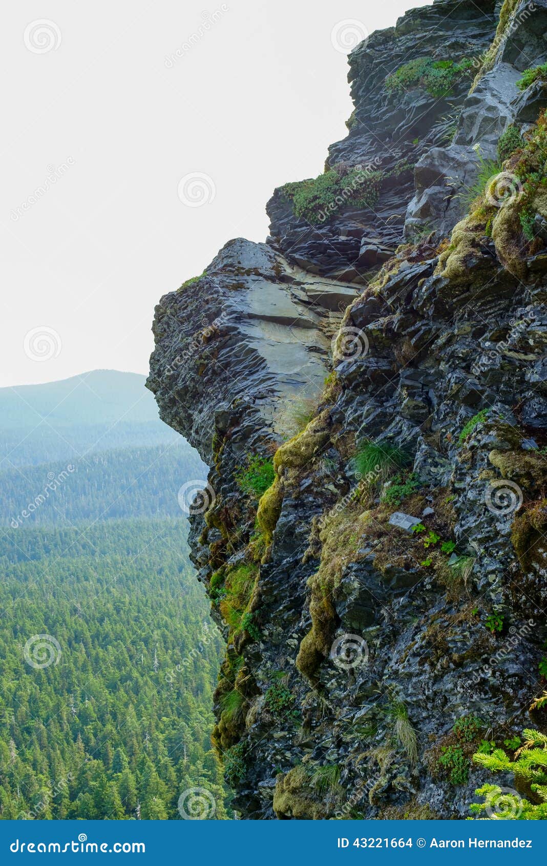 Jagged Rock Cliff Overlooks Gorge Stock Photo - Image of ledge, pine ...