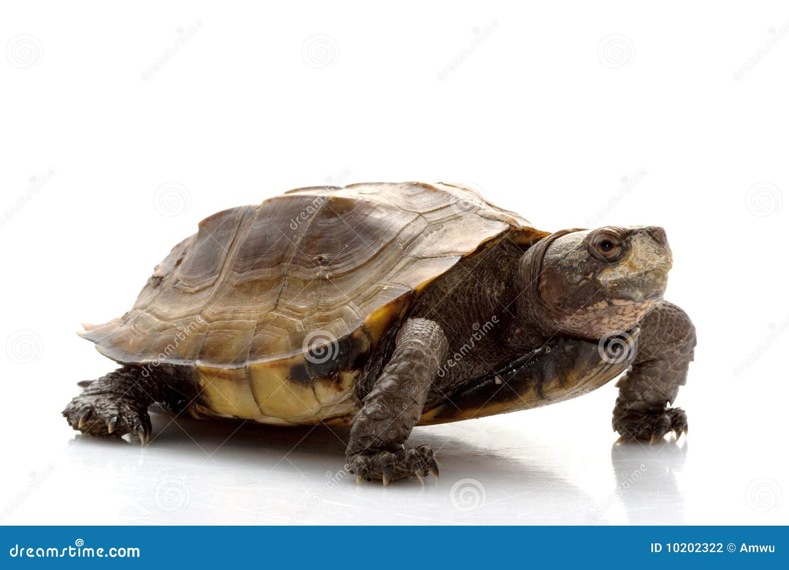 Jagged shell box turtle stock photo. Image of herpetology - 10202322