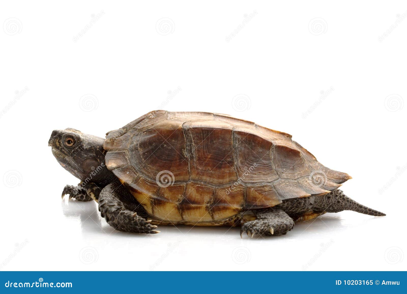 Jagged shell box turtle stock image. Image of zoology - 10203165