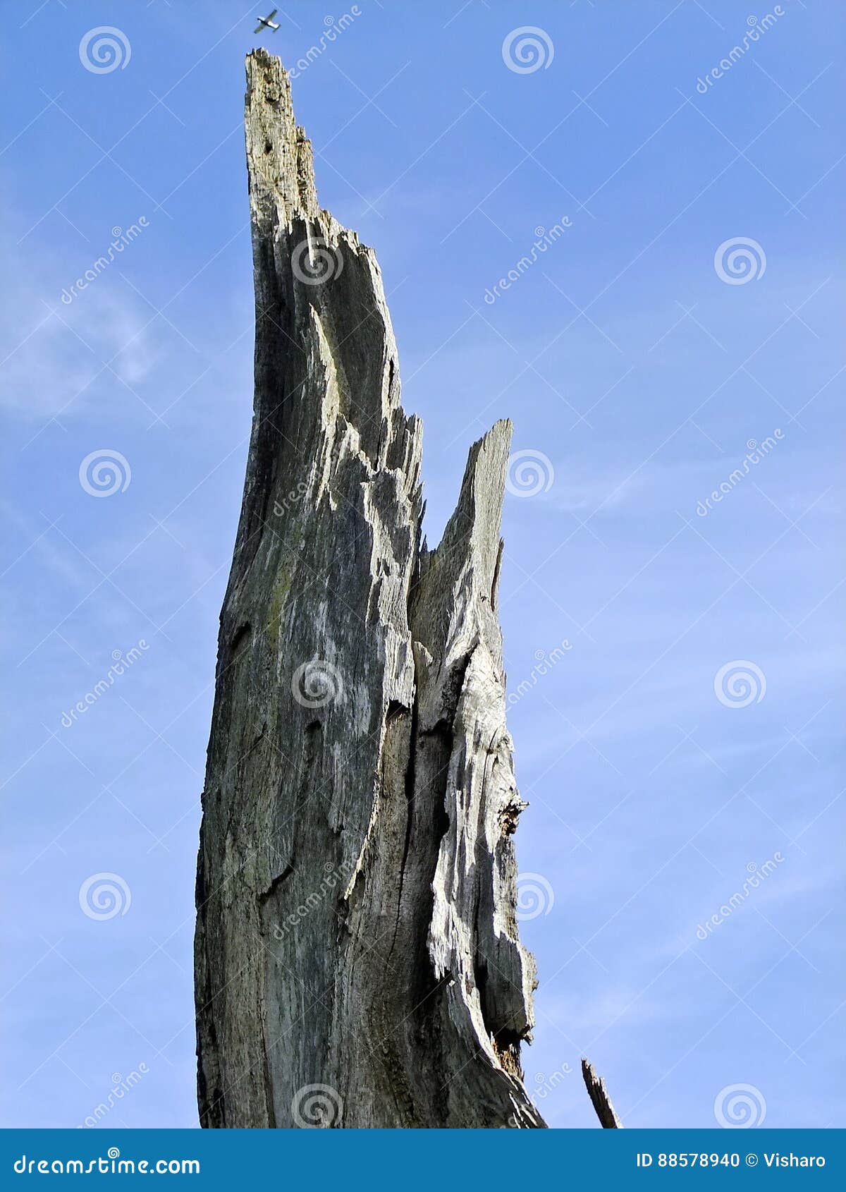 Jagged Tree Stump stock photo. Image of wood, tree, stump - 88578940