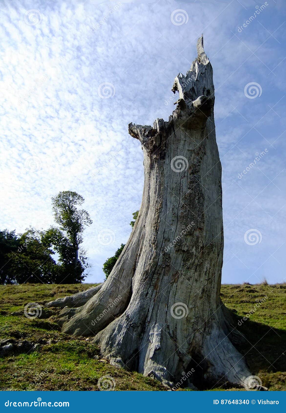 Jagged Tree Stump stock photo. Image of clouds, pointing - 87648340