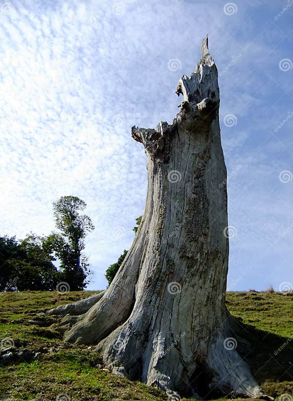Jagged Tree Stump stock photo. Image of clouds, pointing - 87648340