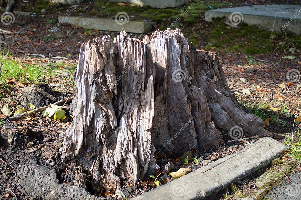 Jagged Tree Stump Remains in Cemetery Grounds Stock Photo - Image of ...