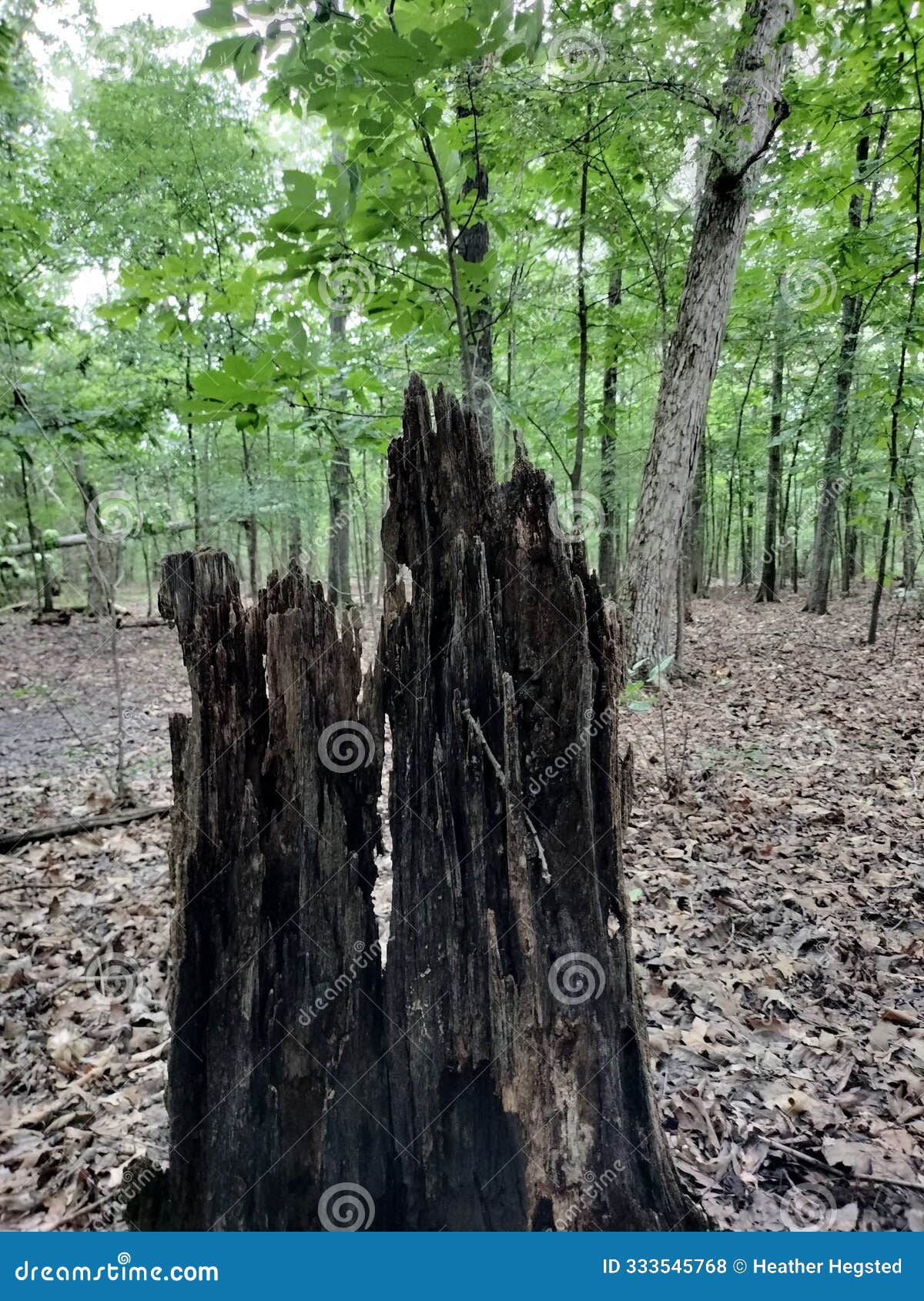 Jagged Tree Trunk stock photo. Image of wood, autumn - 333545768