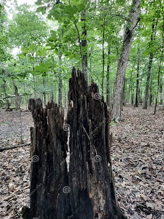 Jagged Tree Trunk stock photo. Image of wood, autumn - 333545768