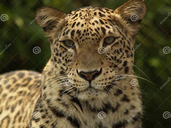 Jaguar stock image. Image of pattern, mammals, whiskers - 10087819
