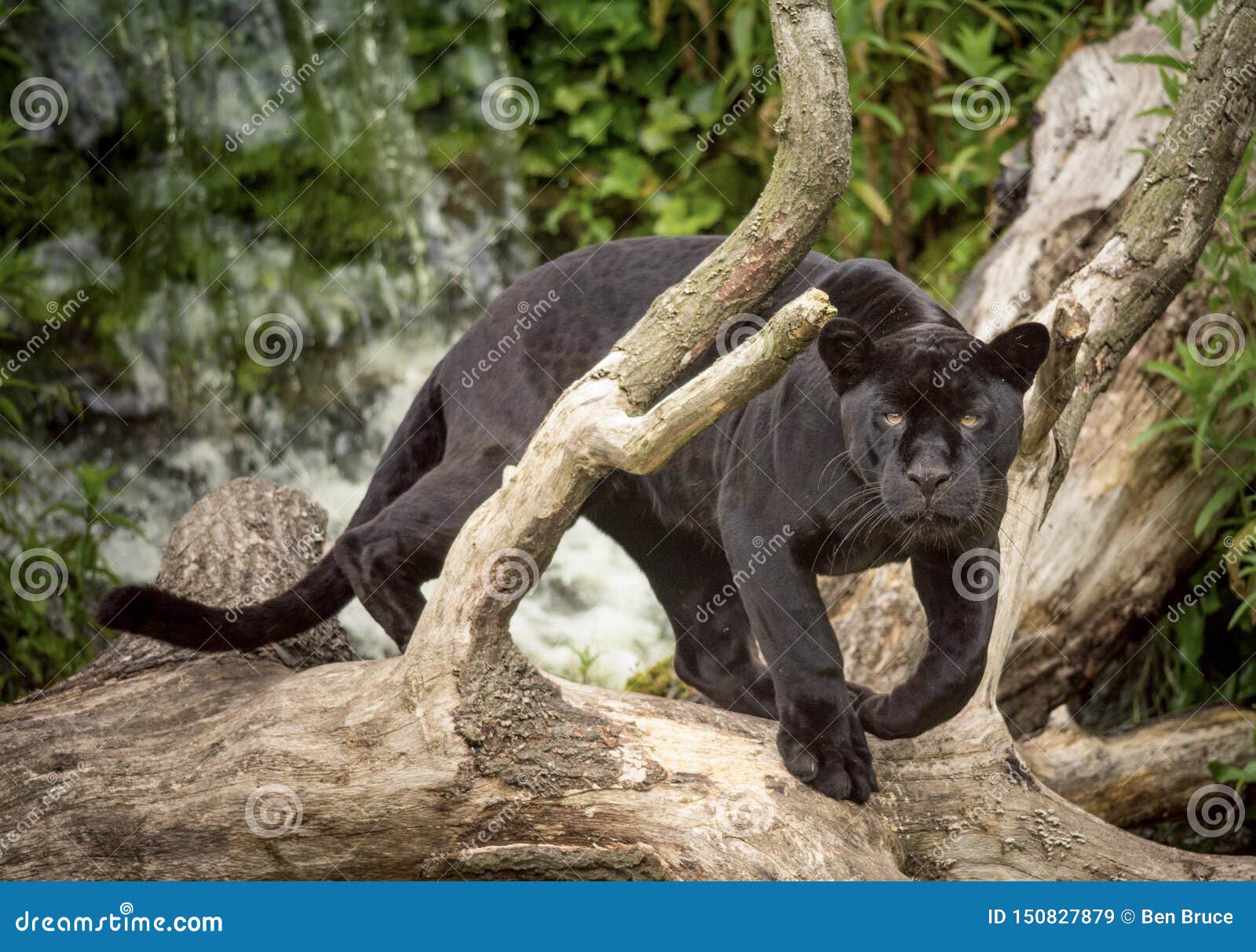 1,349 Black Panther Green Background Stock Photos - Free & Royalty-Free ...