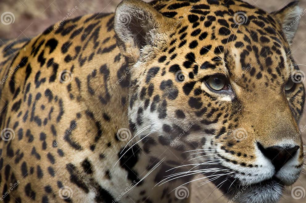 Jaguar stock image. Image of stripes, nose, closeup, wild - 19136475