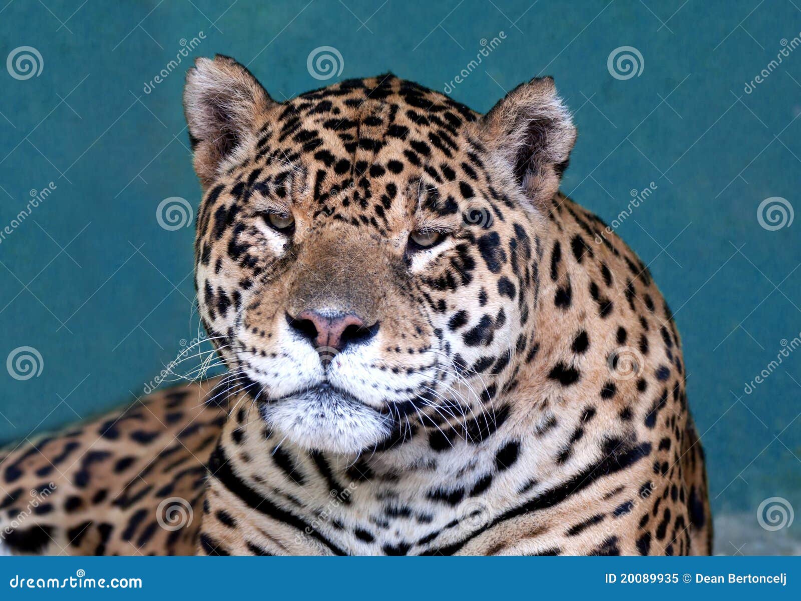 Jaguar stock image. Image of america, jaws, looking, jaguar - 20089935