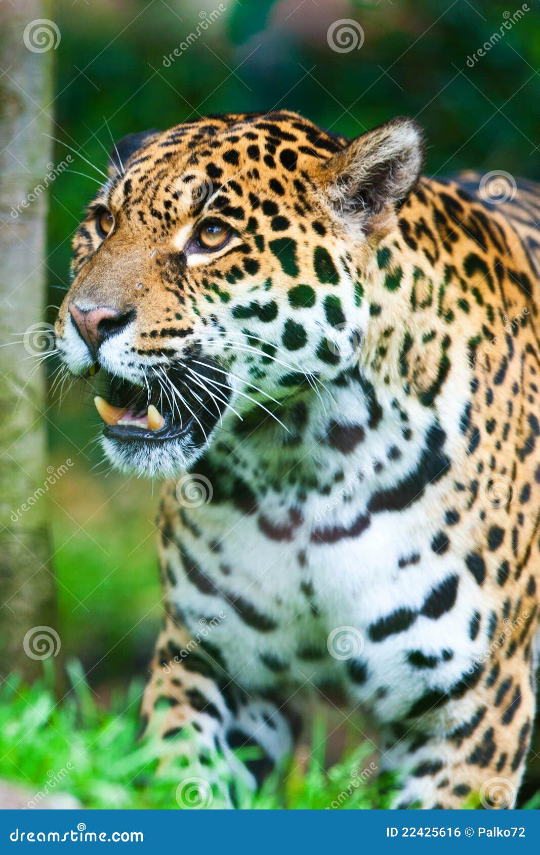 Jaguar foto de archivo. Imagen de afuera, manchado, barba - 22425616