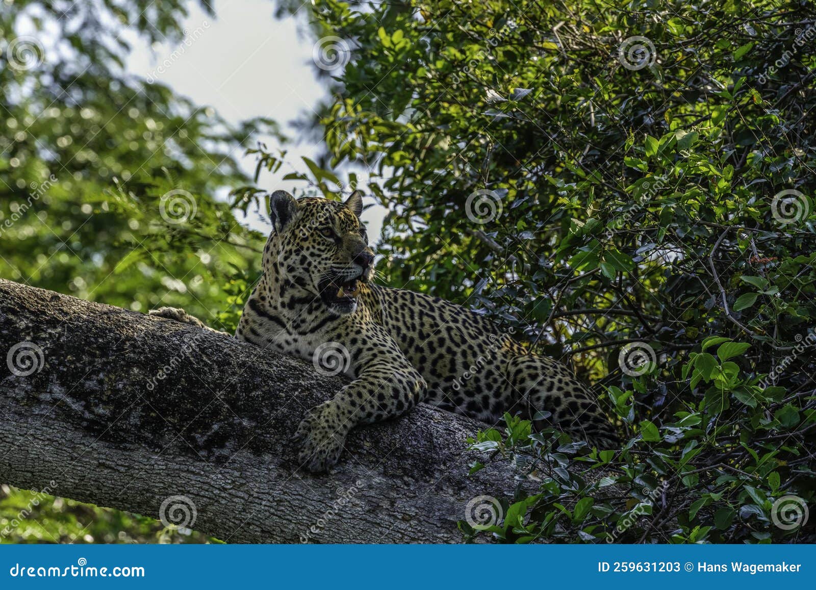 Angry Jaguar Resting on a Tree Trunk. Stock Image - Image of fallen ...