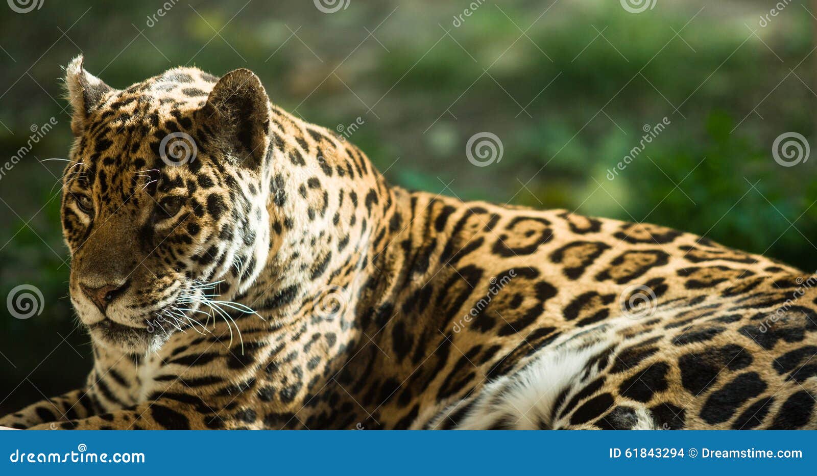 Jaguar stock photo. Image of family, forest, baby, fighting - 61843294