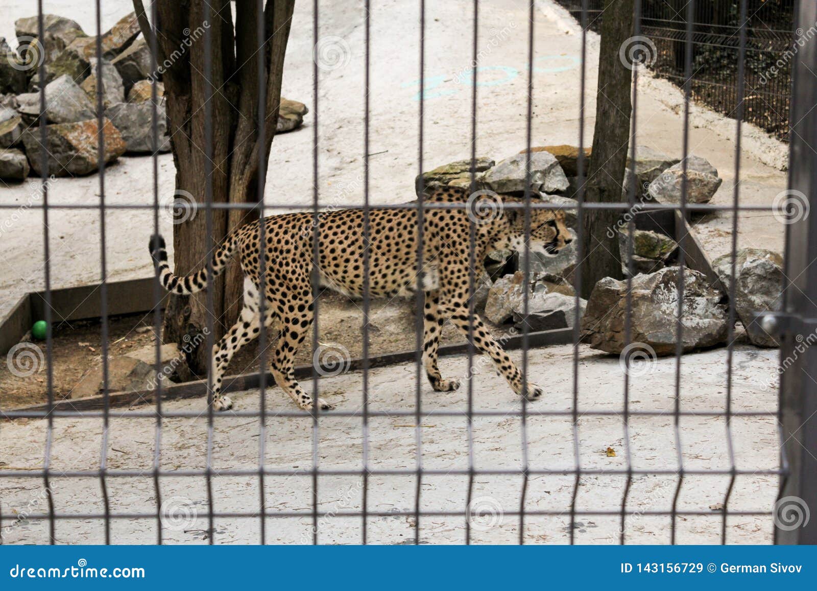 Jaguar behind bars editorial stock image. Image of wild - 143156729