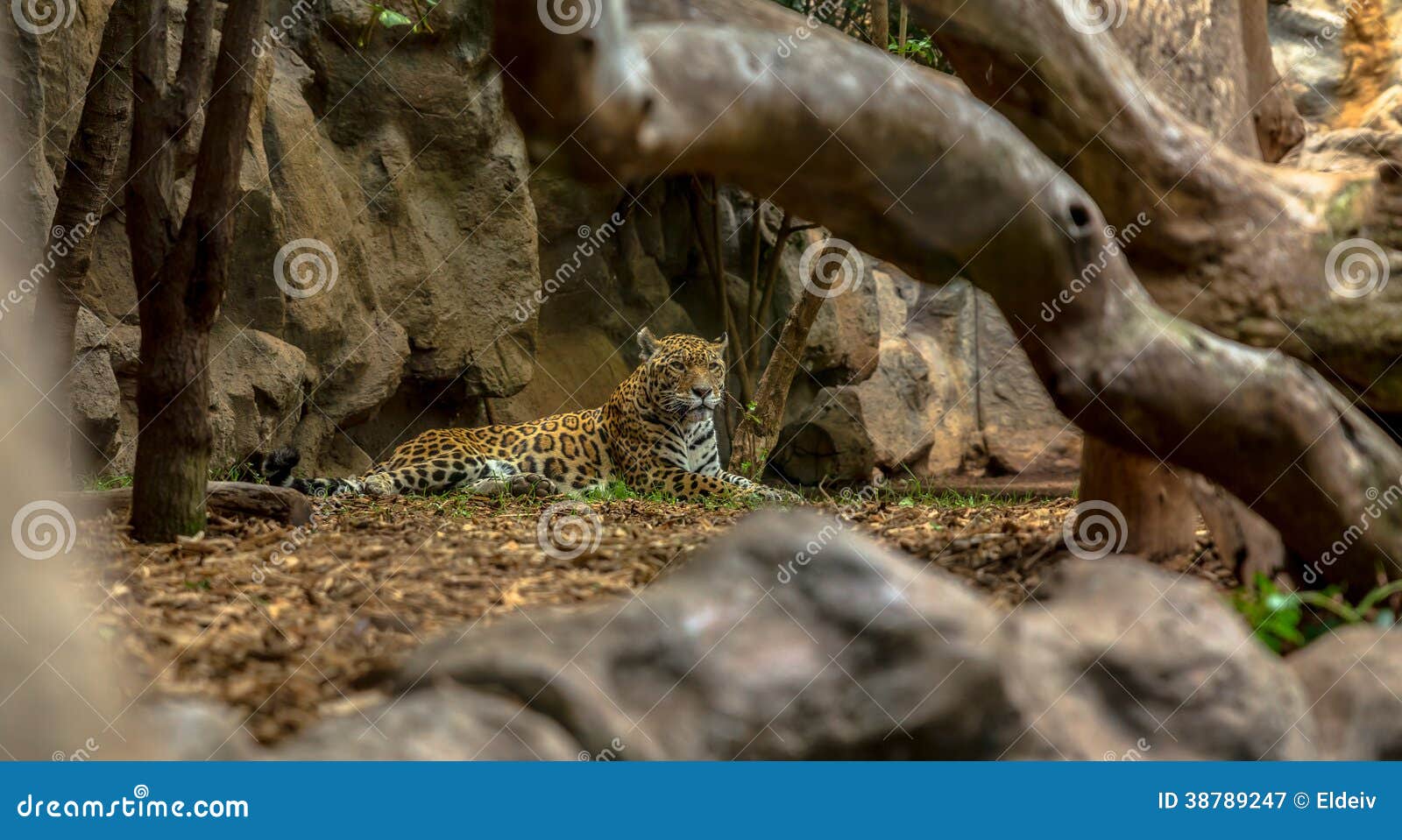 Jaguar Behind Trees stock image. Image of feline, african - 38789247