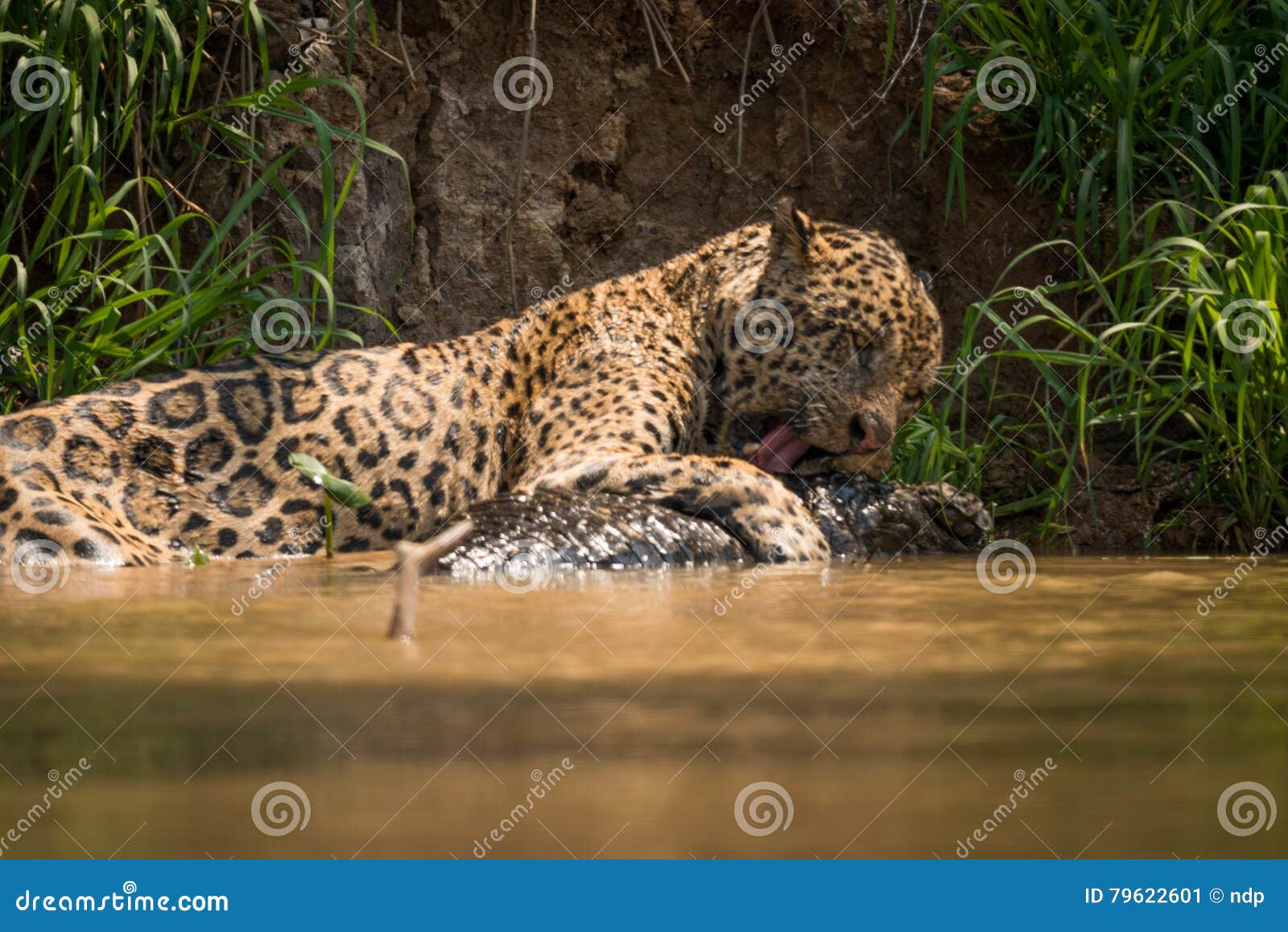 Jaguar Biting Yacare Caiman by River Bank Stock Image - Image of shade, jungle: 79622601