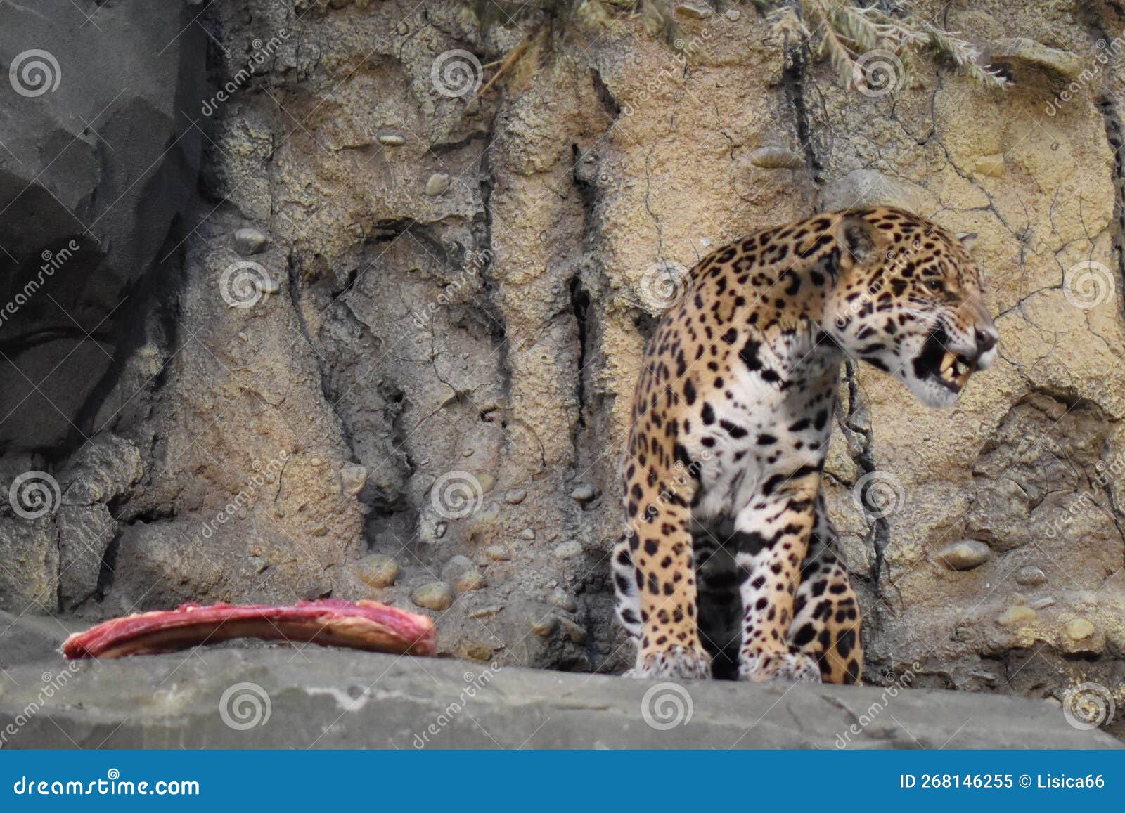 Jaguar and Bone with Meat for Eating Stock Image - Image of mammals ...
