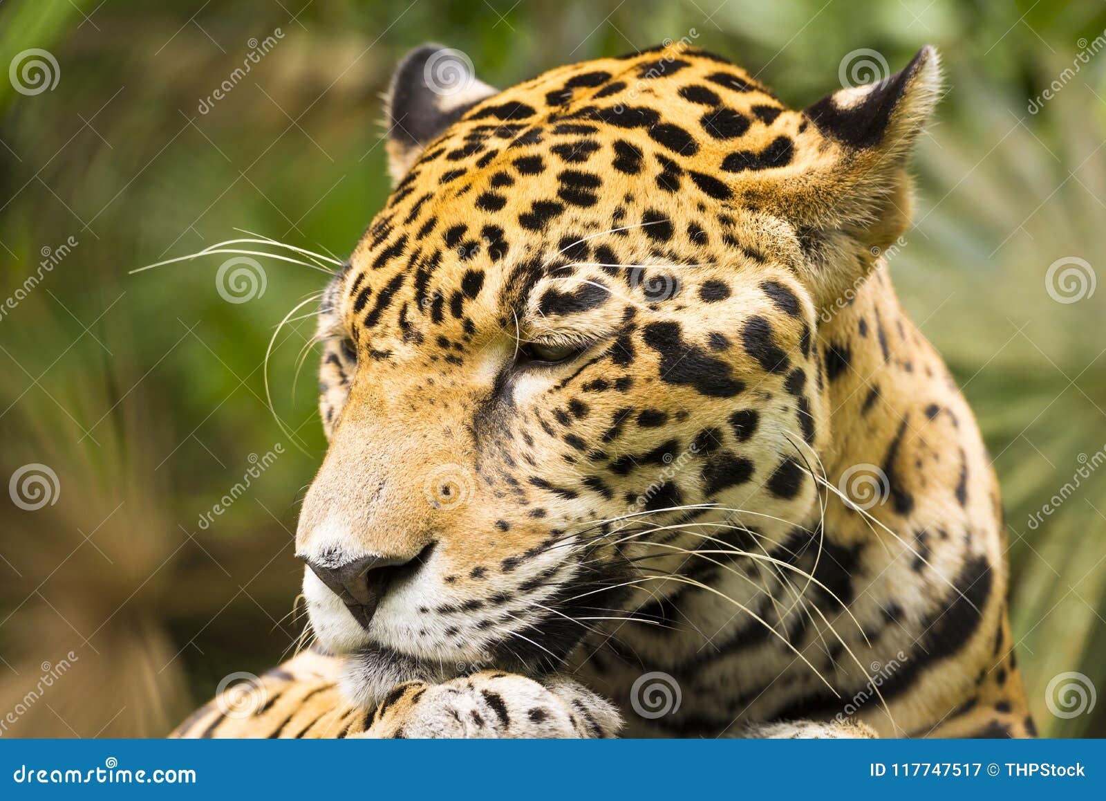 Jaguar Cat Resting stock afbeelding. Image of jaguar - 117747517